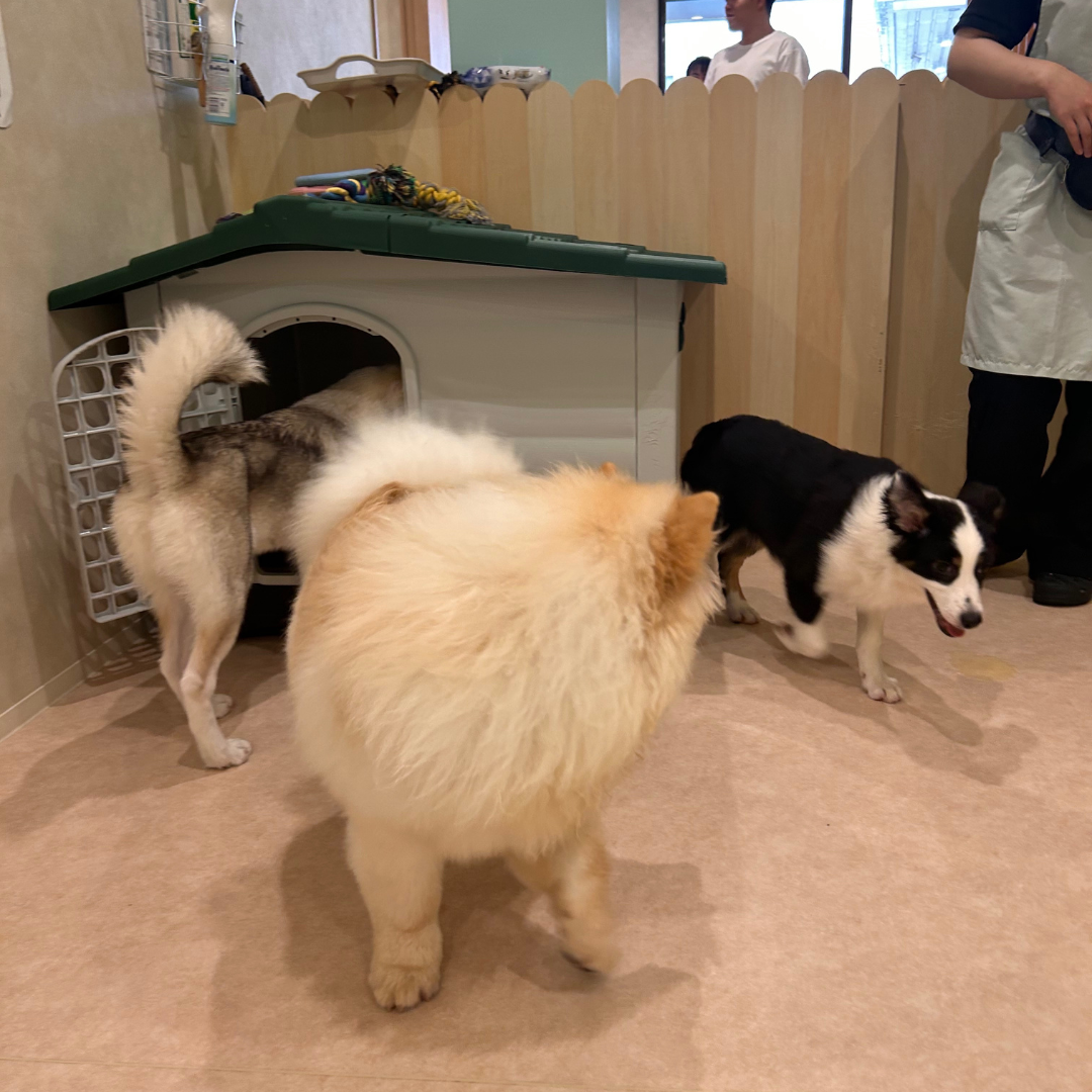 「モフれる大型犬たちのカフェ moffle」相模原にある大型犬カフェを存分に満喫！
