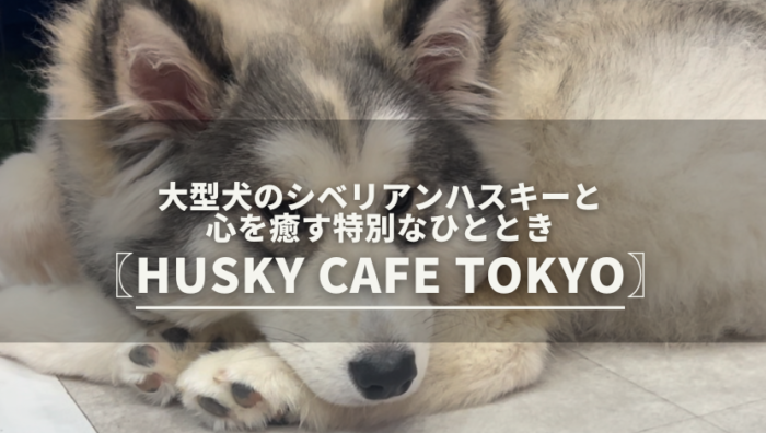 【HUSKY CAFE TOKYO】シベリアンハスキーと過ごす癒しの時間