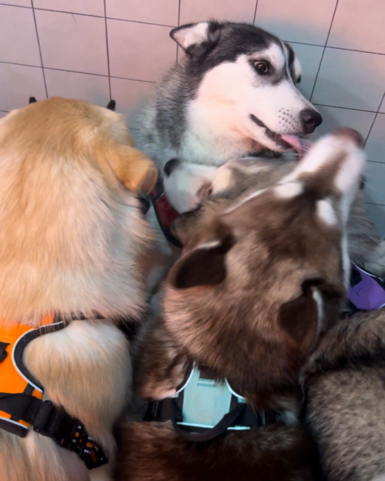 【HUSKY CAFE TOKYO】シベリアンハスキーと過ごす癒しの時間