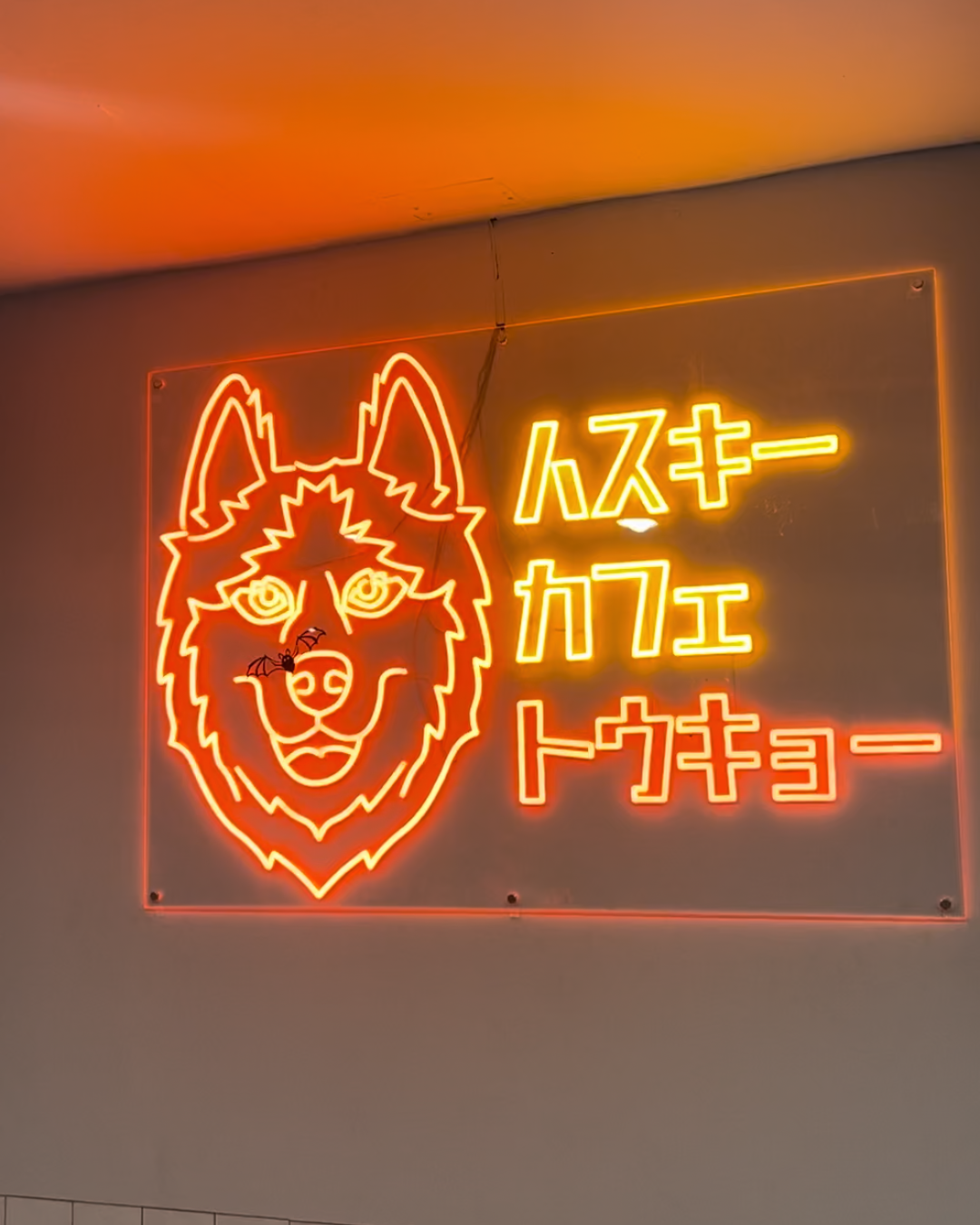 【HUSKY CAFE TOKYO】シベリアンハスキーと過ごす癒しの時間