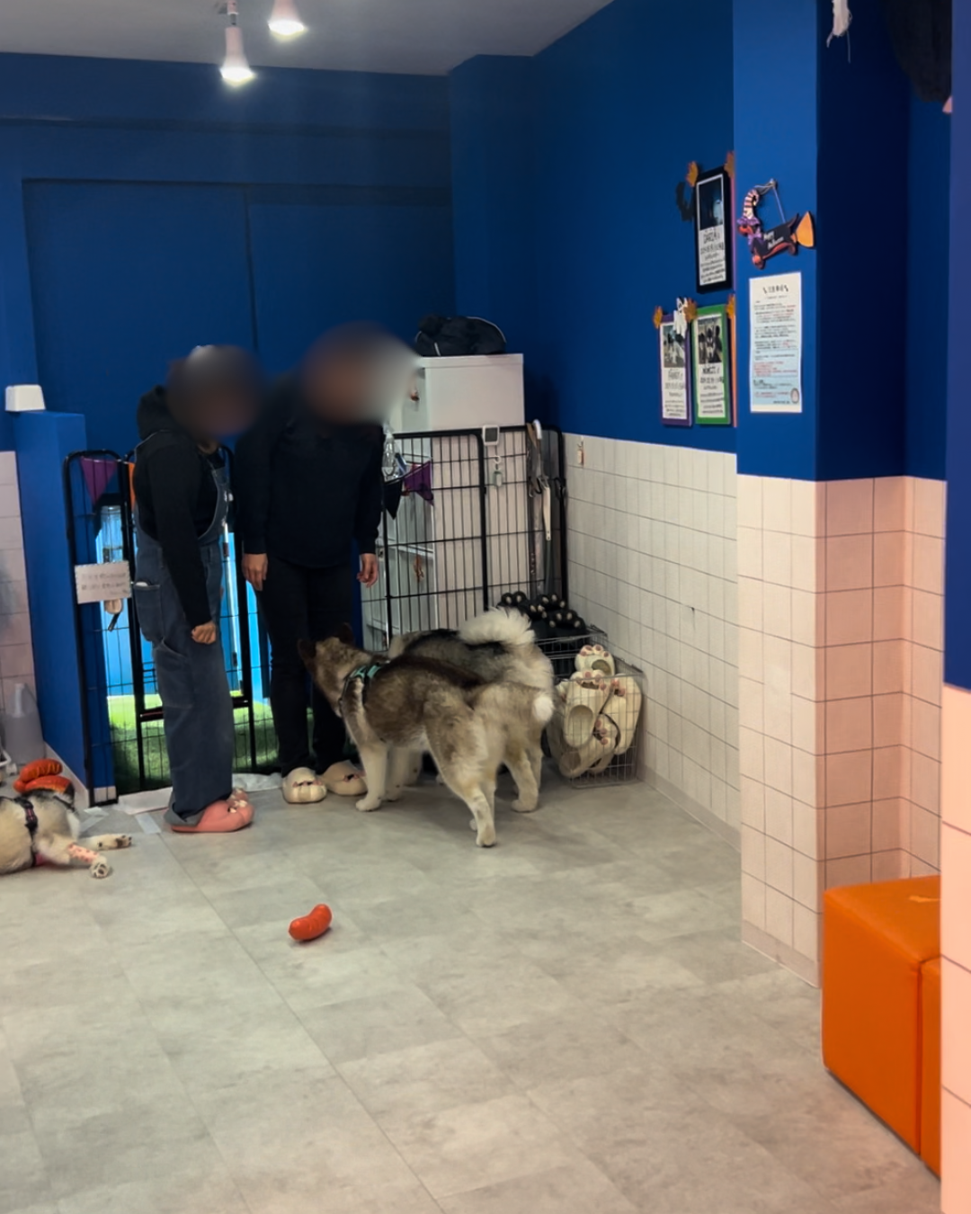 【HUSKY CAFE TOKYO】シベリアンハスキーと過ごす癒しの時間